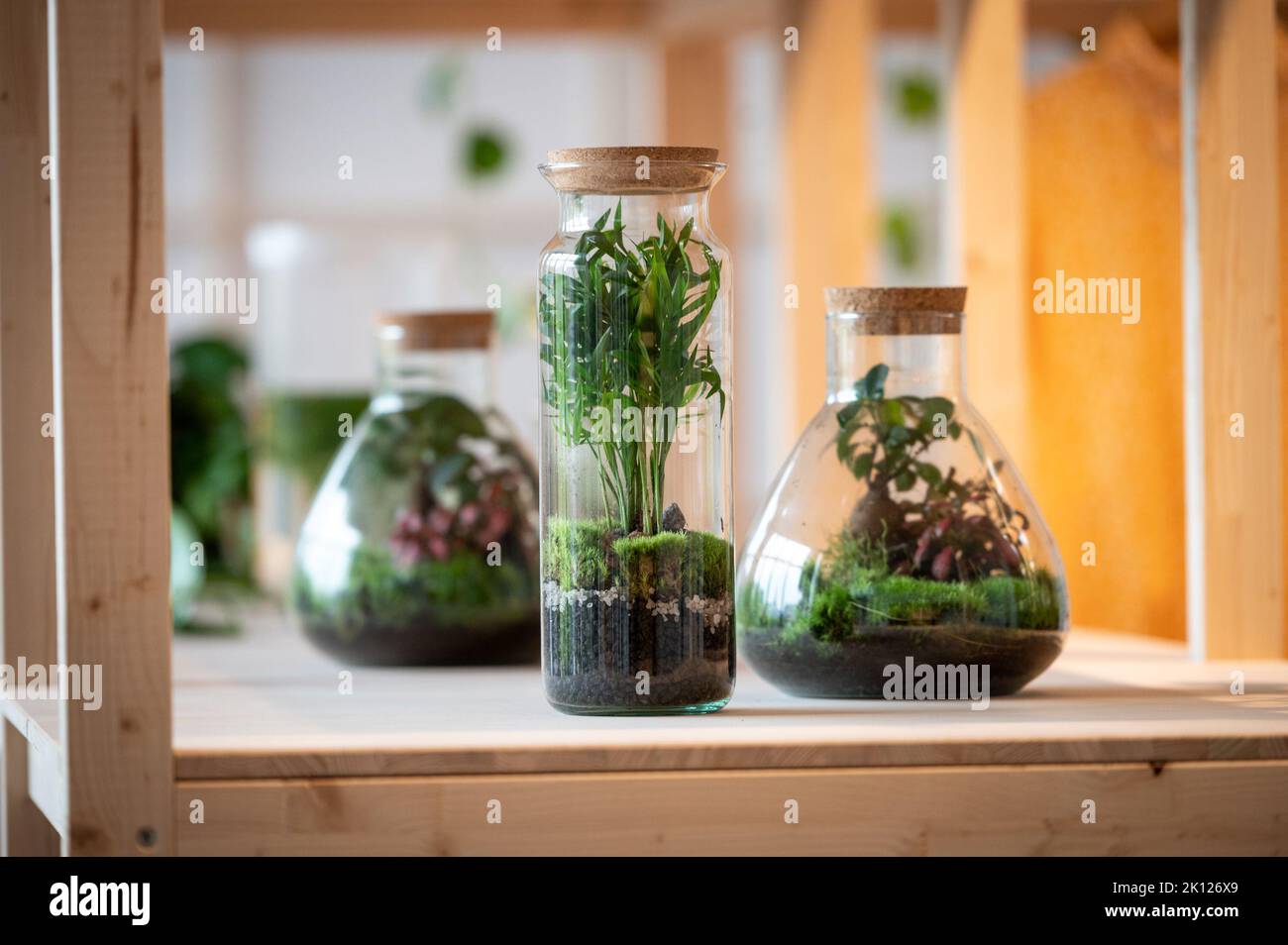 Cologne, Germany. 14th Sep, 2022. Plants in glasses are on display at ...