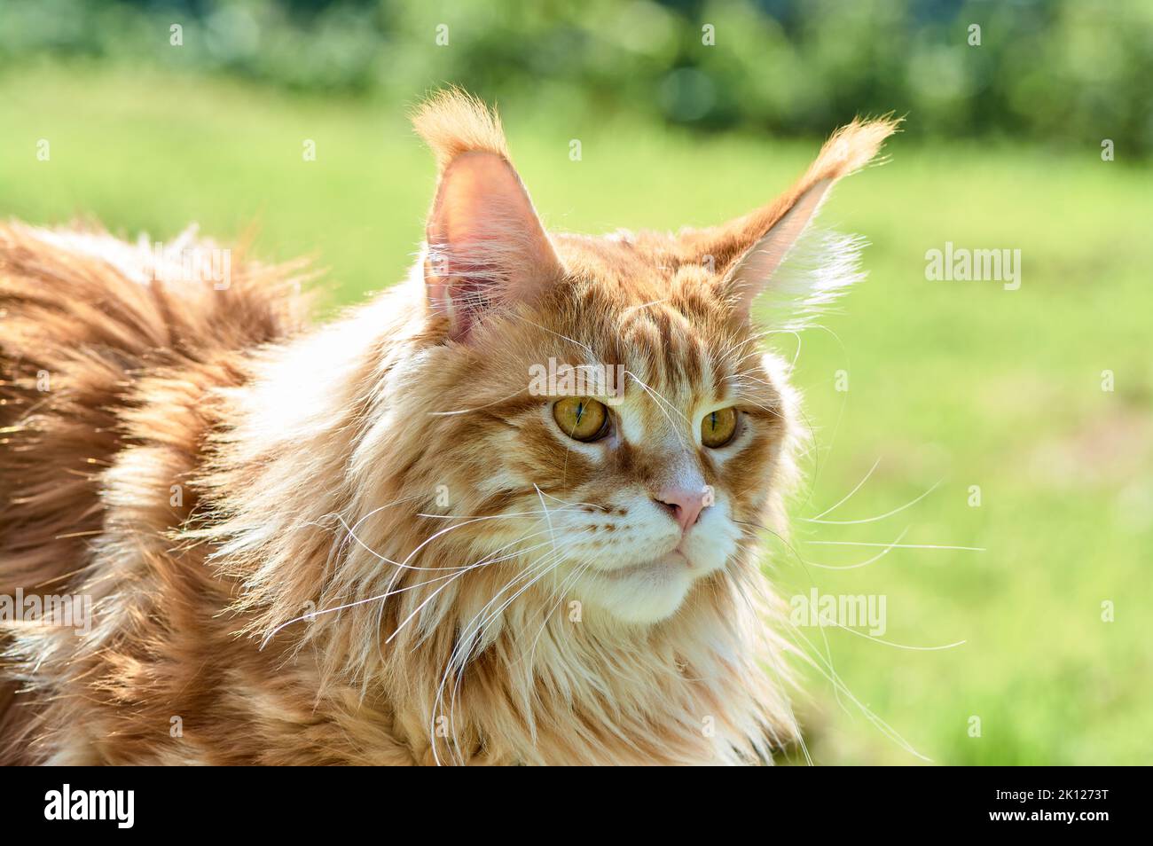 ginger cat looks into the camera close-up, meikun Stock Photo - Alamy
