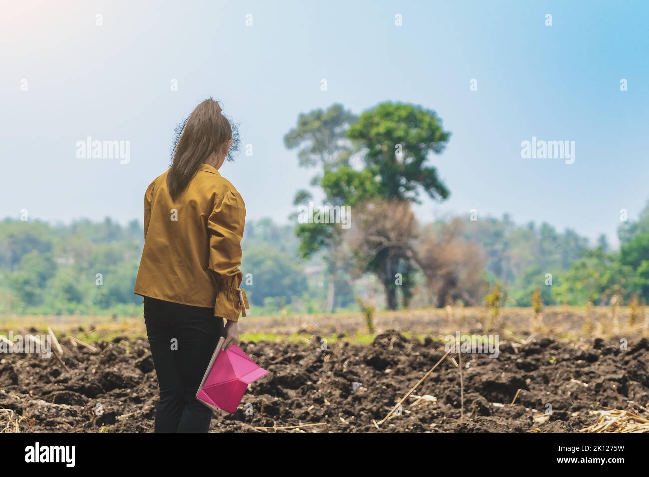 Back view of Asian young woman farmer stand alone with tablet to look ...