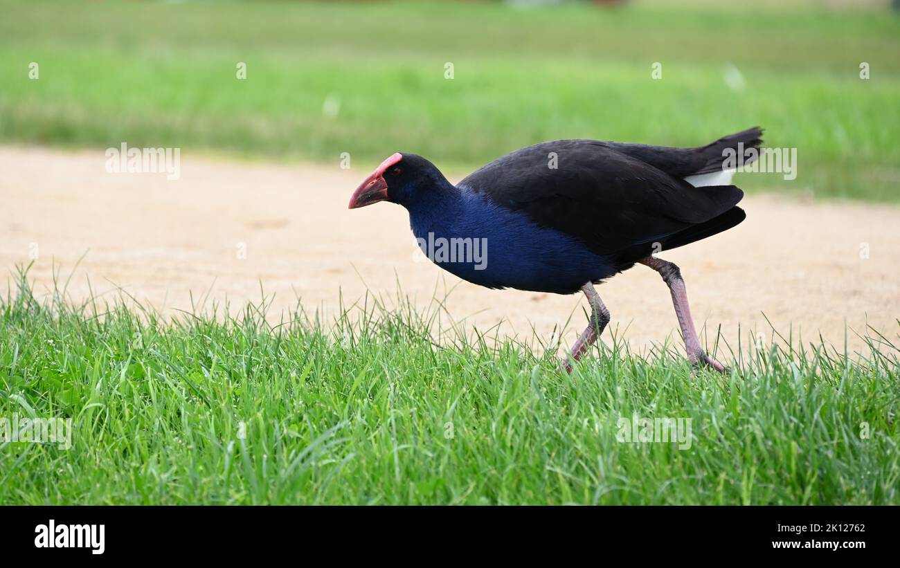 Purple swamphen, or pukeko, walking on grass alongside an unsealed path ...