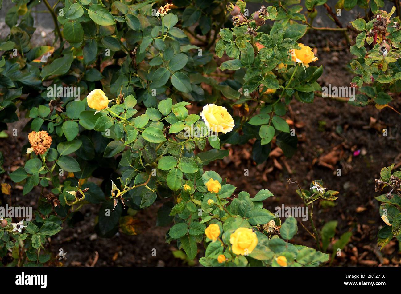 Copenhagen /Denamrk /15 September 2022/ Yellow Rose flowers and plants ...