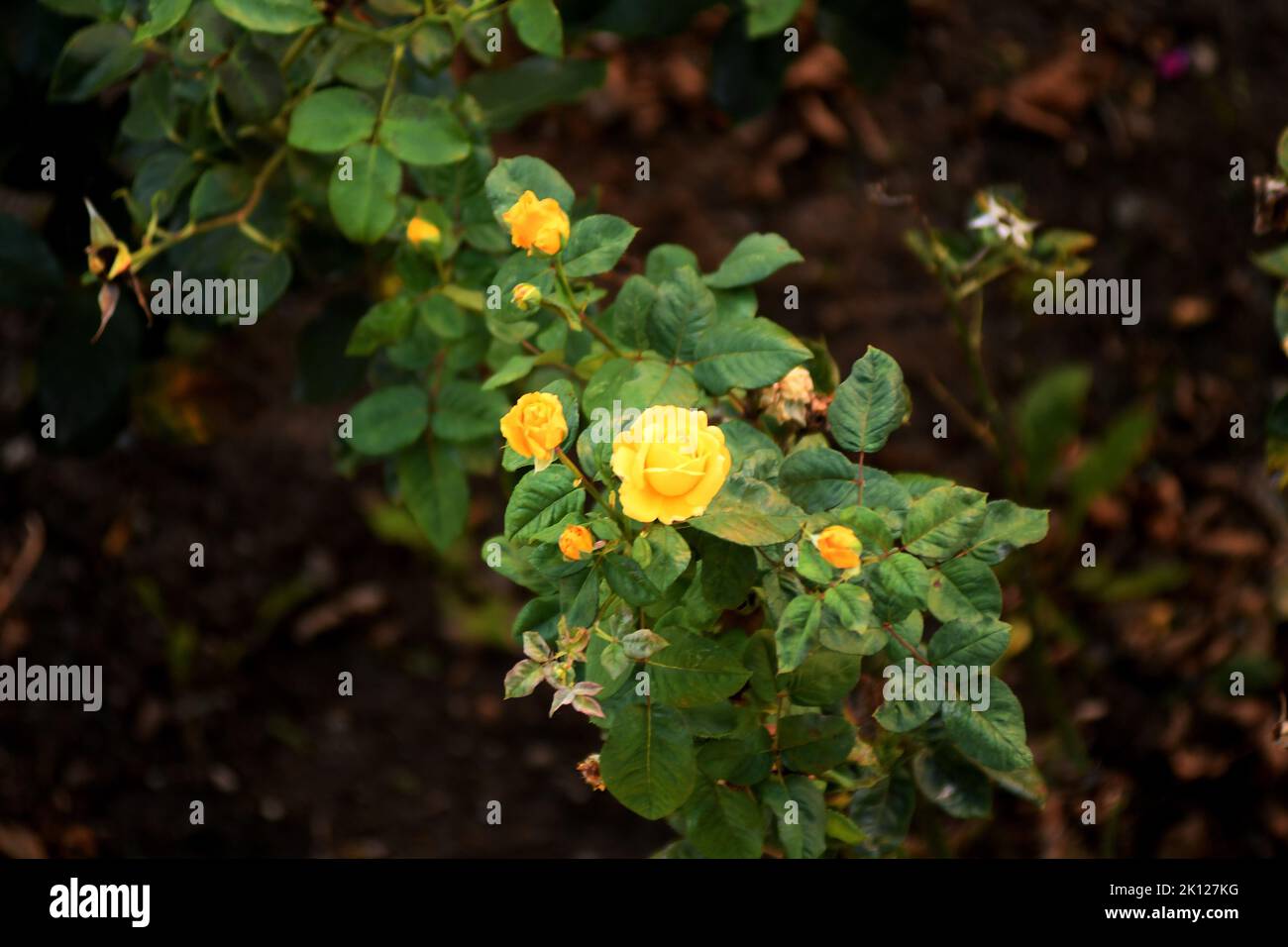 Copenhagen /Denamrk /15 September 2022/ Yellow Rose flowers and plants ...