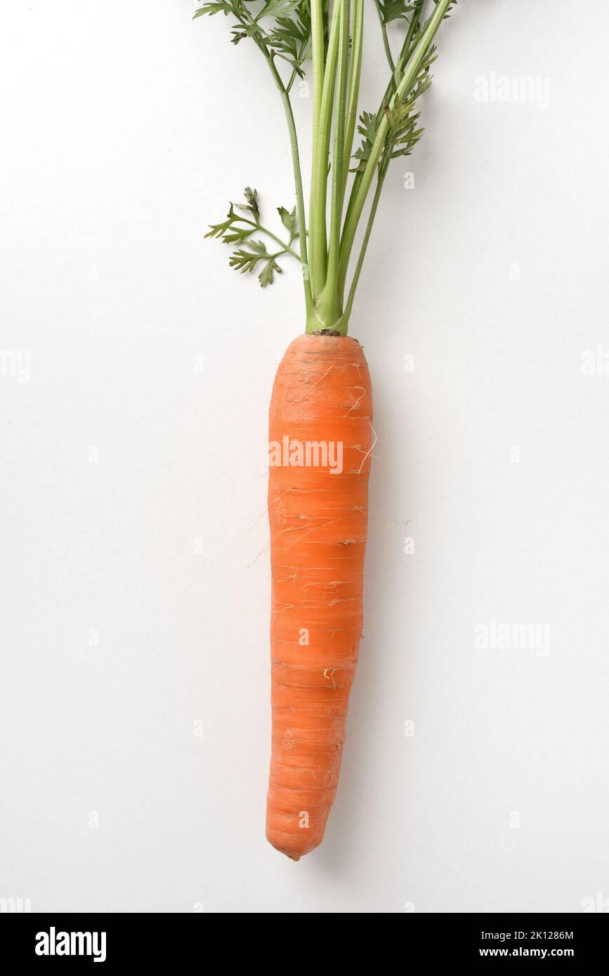Detail of fresh carrot with leaves isolated on white table. Vertical ...