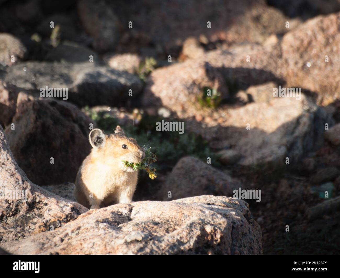 Pika with food hi-res stock photography and images - Alamy