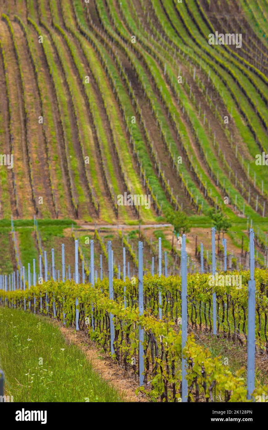 Spring vineyard near Cejkovice, Southern Moravia, Czech Republic Stock ...