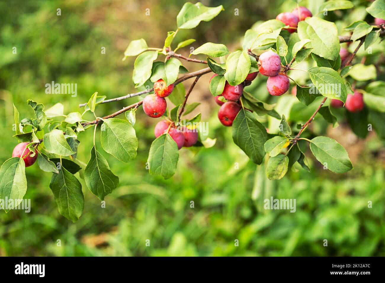 Pink crab apples on branch. Ripe small apples in fruit orchard Stock ...