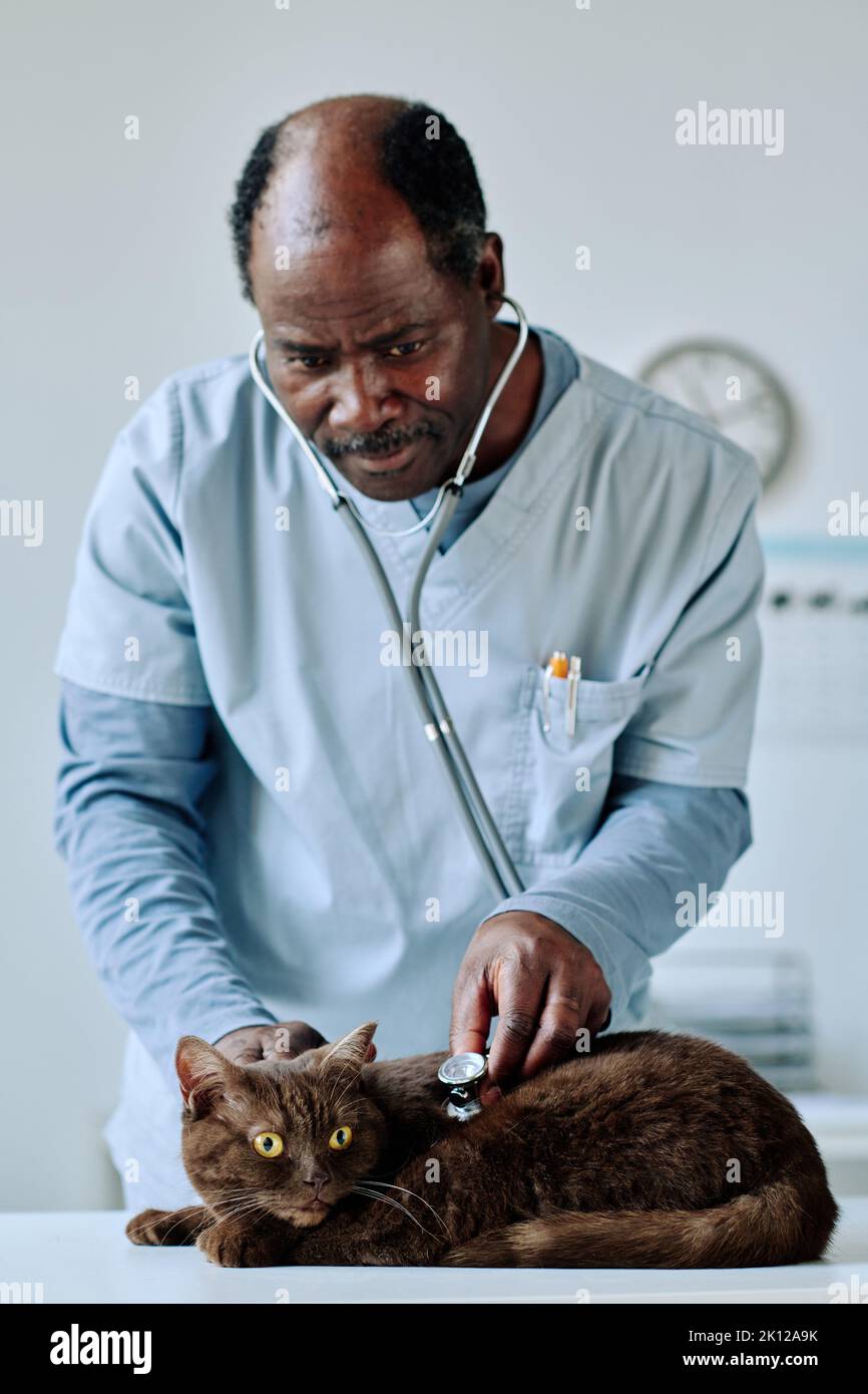 African doctor in uniform examining cat on table with stethoscope at ...