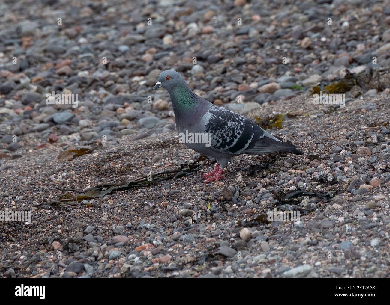 Dove rock (Columba livia), walking on stony beach, Oban harbour ...