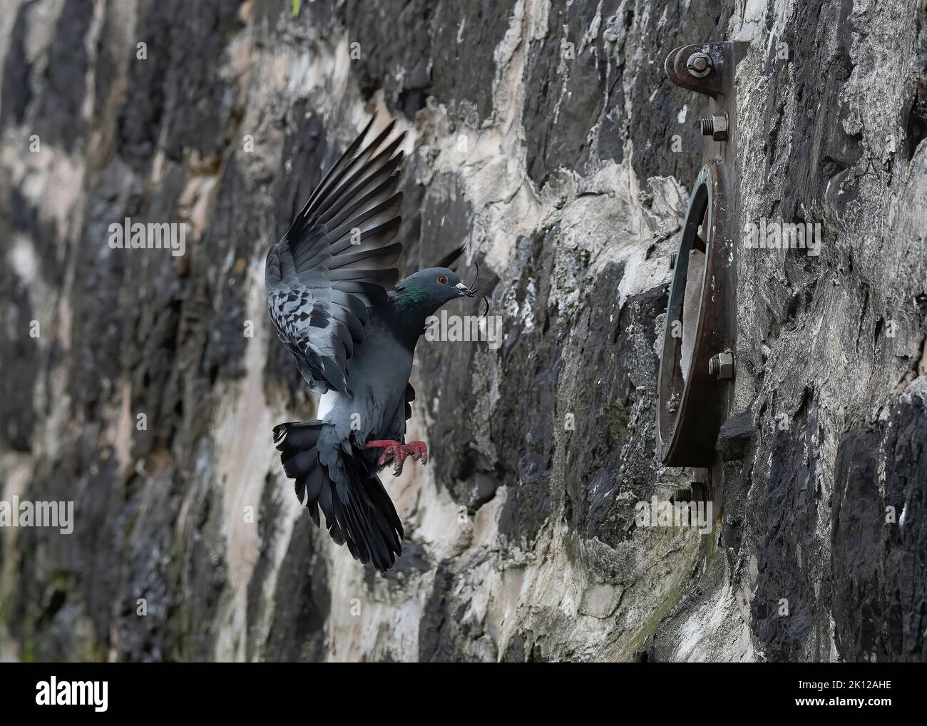 Dove rock (Columba livia), bringing nesting material in to hole in the ...