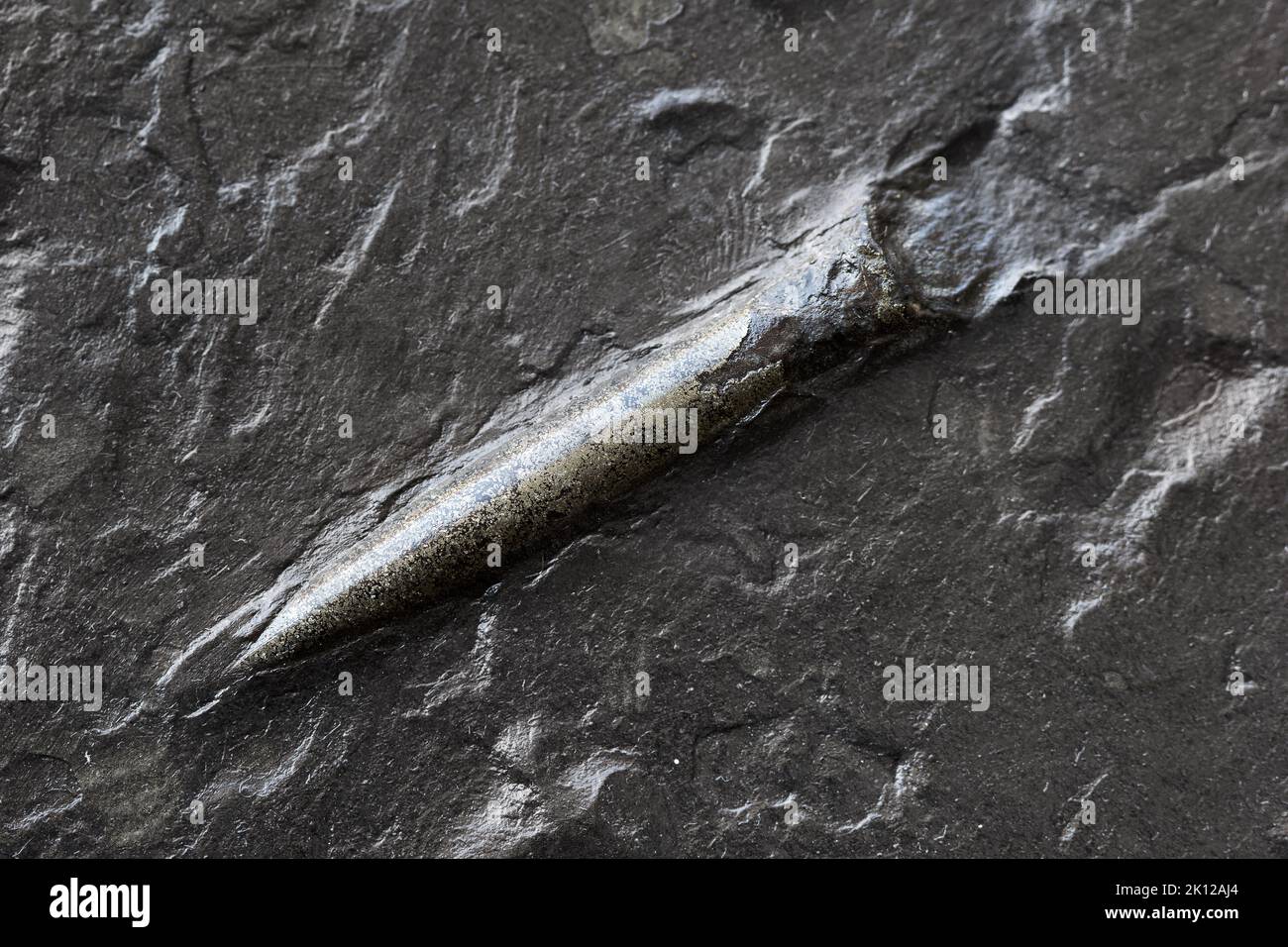 Belemnite fossil in lyme regis hi-res stock photography and images - Alamy