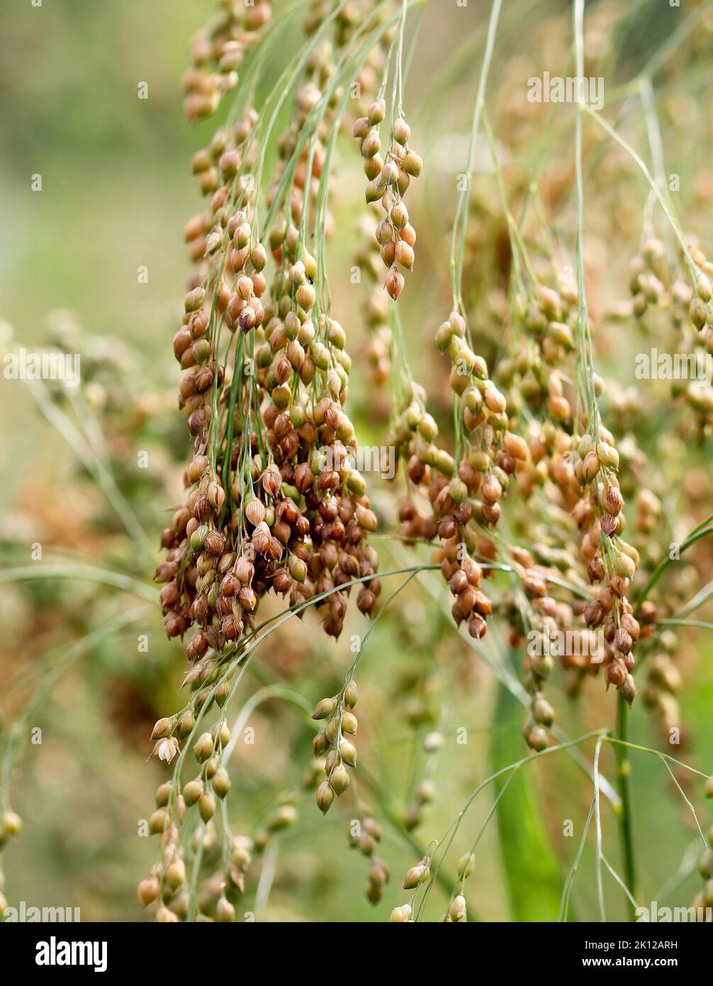 Golden millet growing in the field - Macro Stock Photo - Alamy