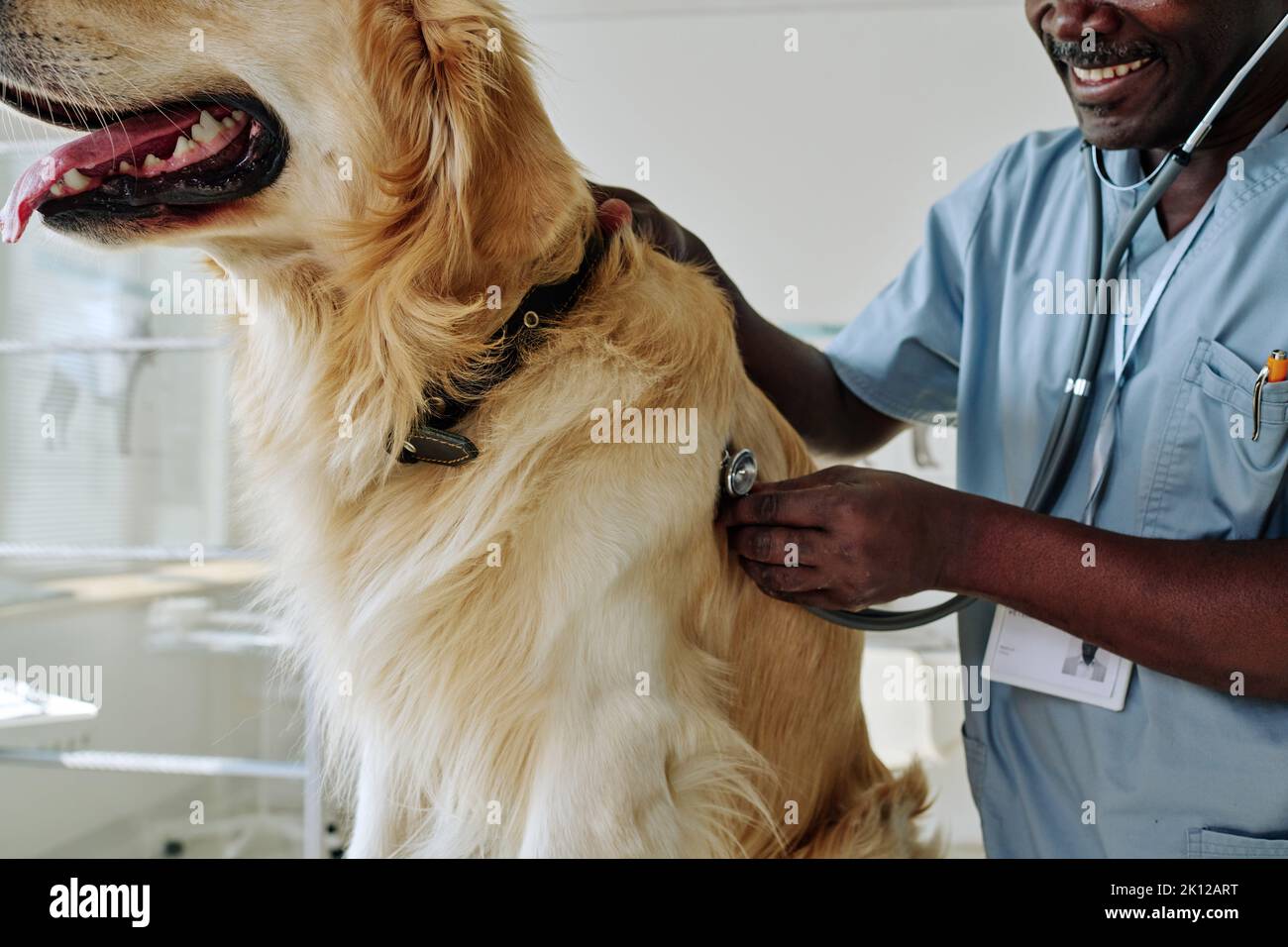African vet doctor examining hi-res stock photography and images - Alamy