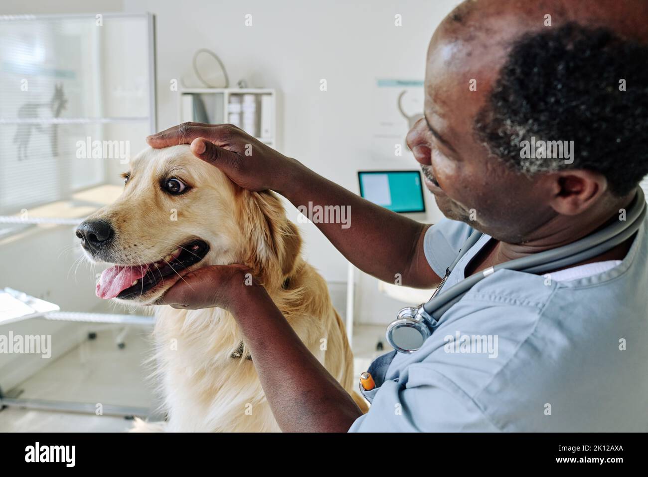 African vet doctor examining purebred retriever during medical exam at ...