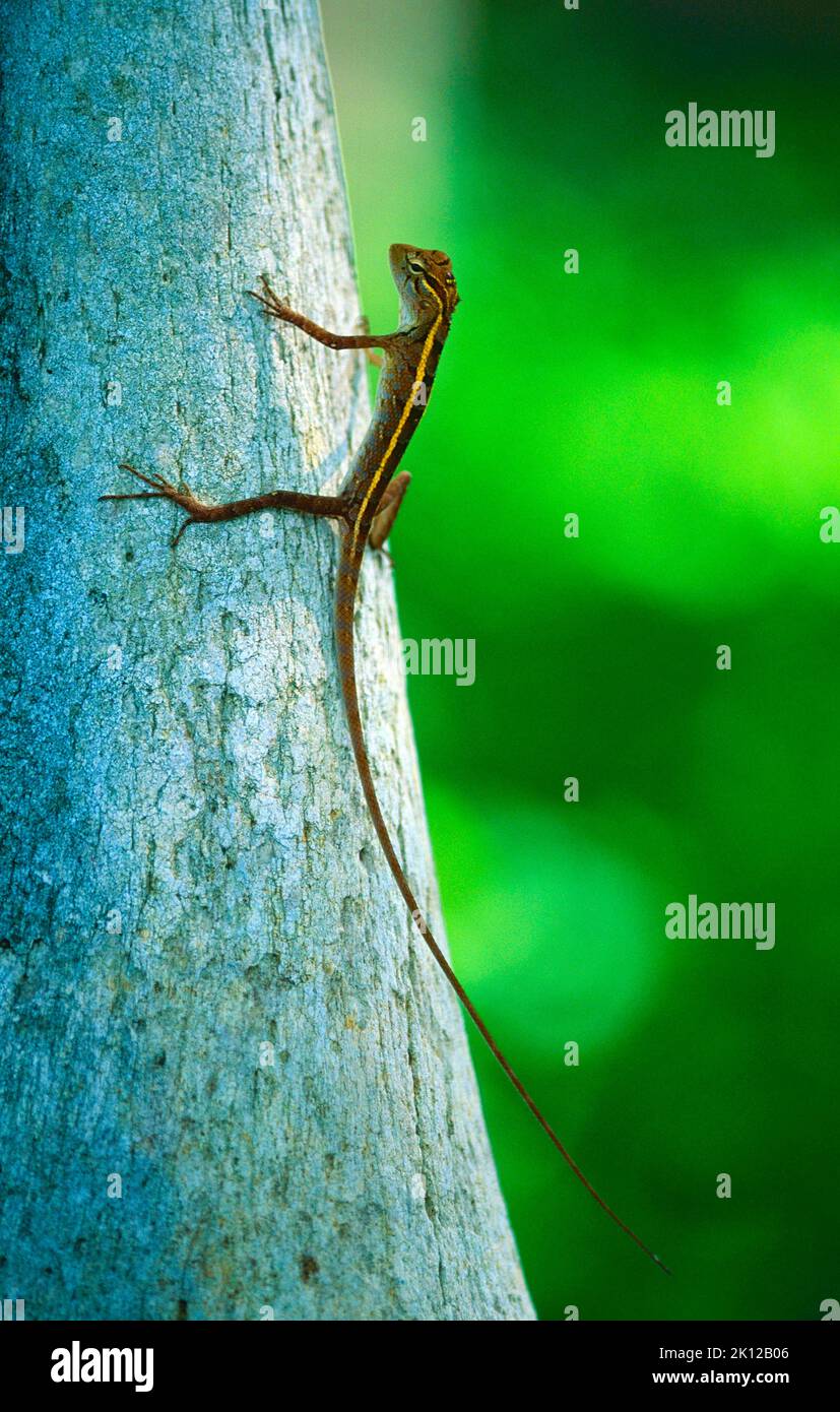 Garden lizard calotes versicolor hi-res stock photography and images ...
