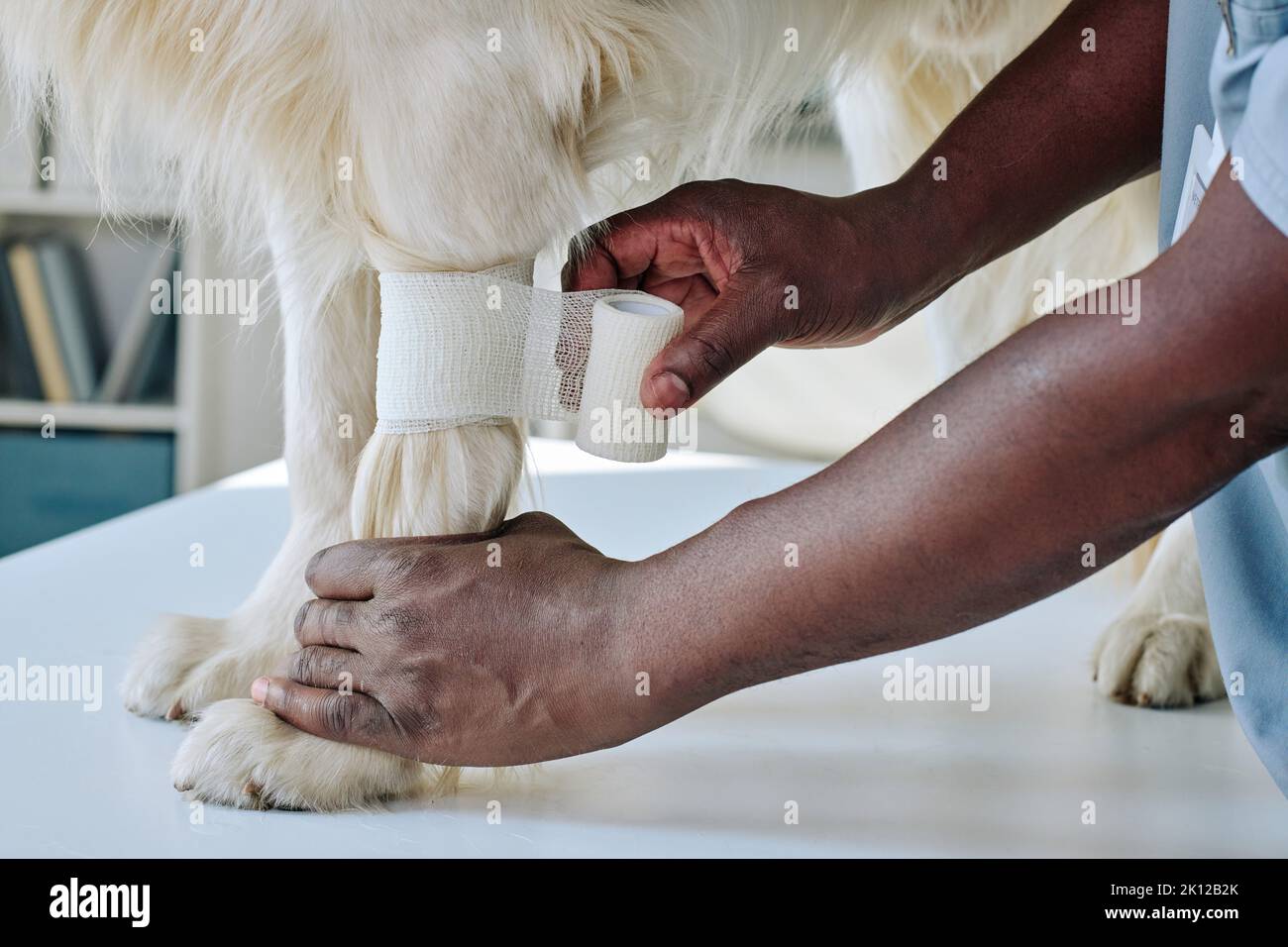 Close-up of African vet doctor treating paw of dog at clinic Stock ...