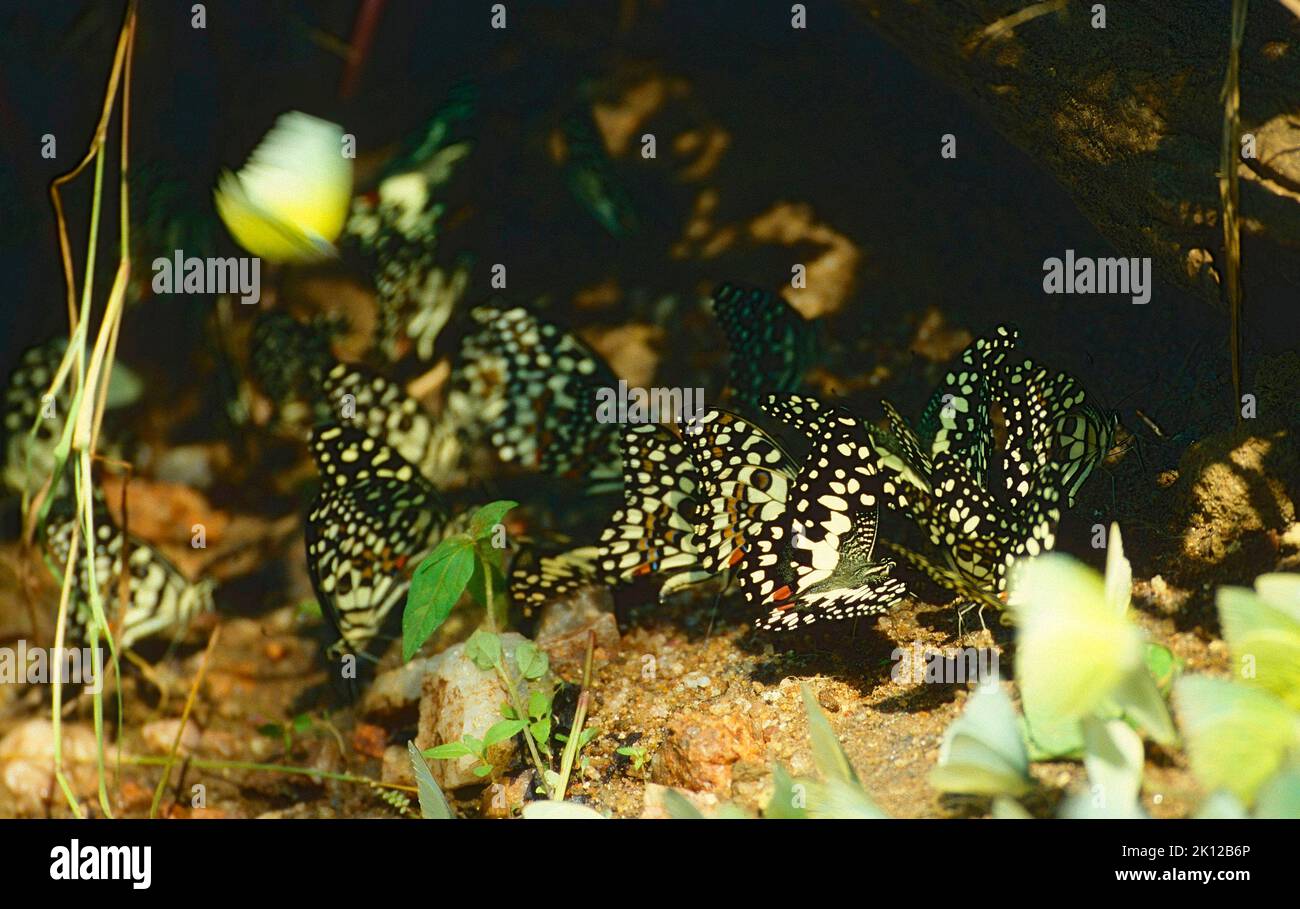 Checkered swallowtail butterfly hi-res stock photography and images - Alamy