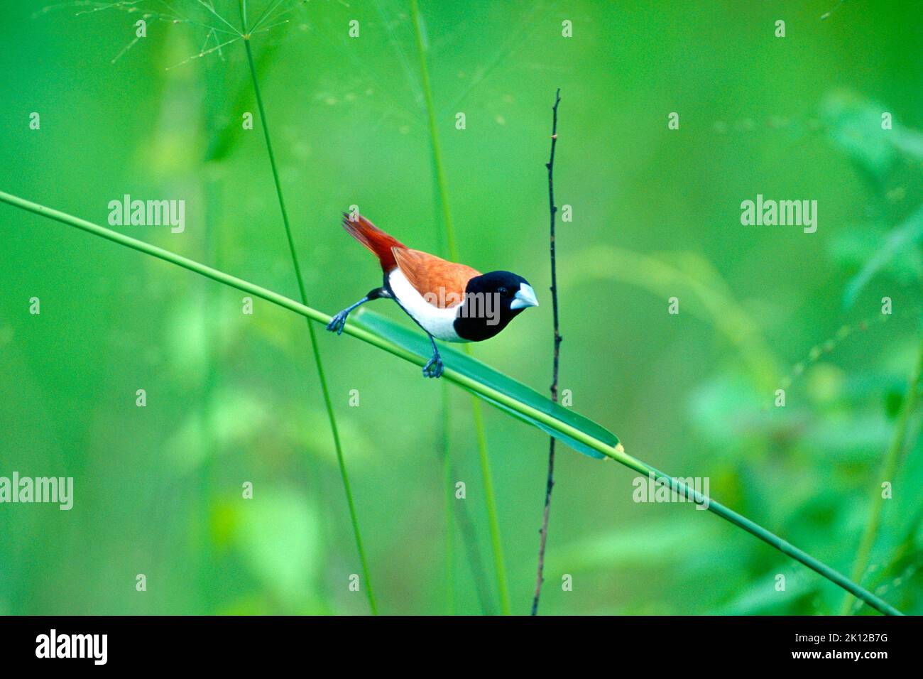 Tricoloured Munia, Lonchura malacca, Estrildidae, male, bird, animal ...