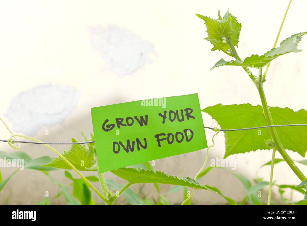 Grow your own food concept. Vegetable garden with green sign with ...