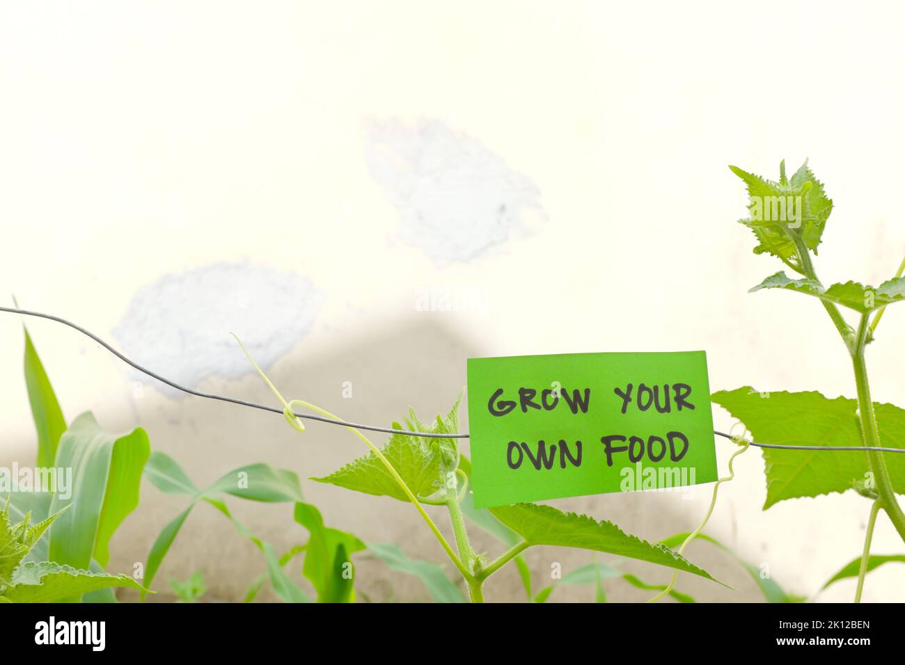 Grow your own food concept. Vegetable garden with green sign with ...