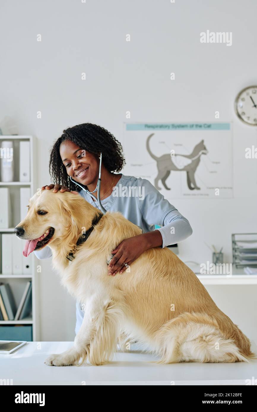 African young vet examining dog with stethoscope on table at vet clinic ...