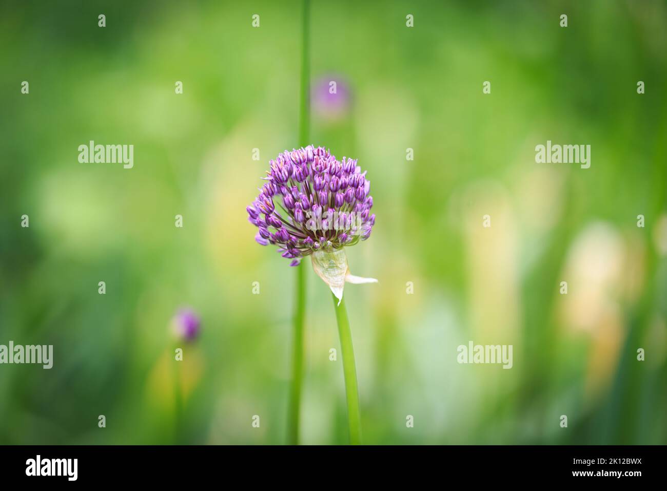 Allium leek or leek flower. beautiful round purple flower. Natural ...