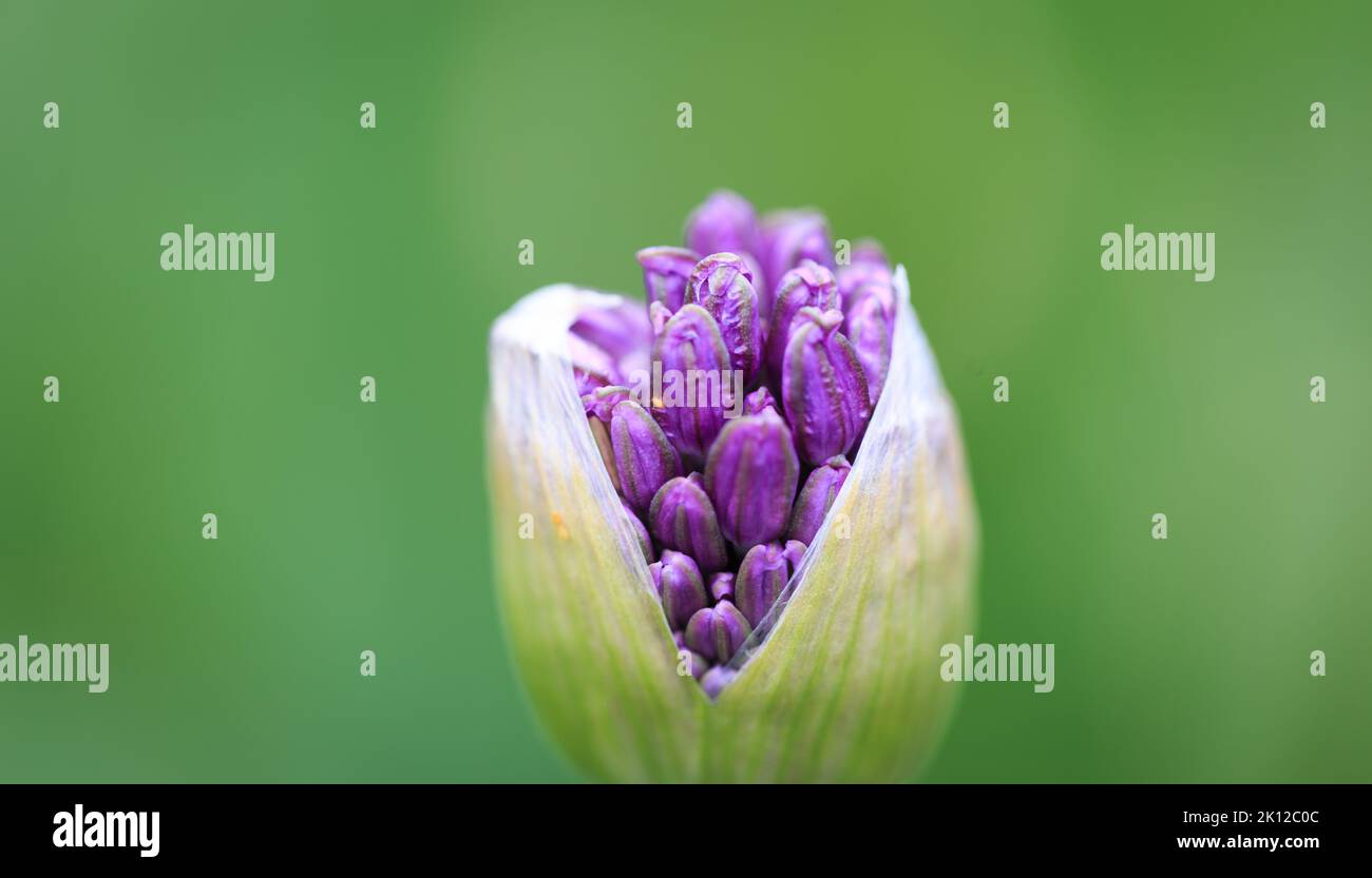 Allium leek or leek flower. beautiful round purple flower. Natural ...