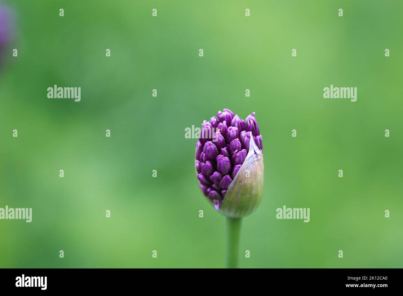 Allium leek or leek flower. beautiful round purple flower. Natural ...
