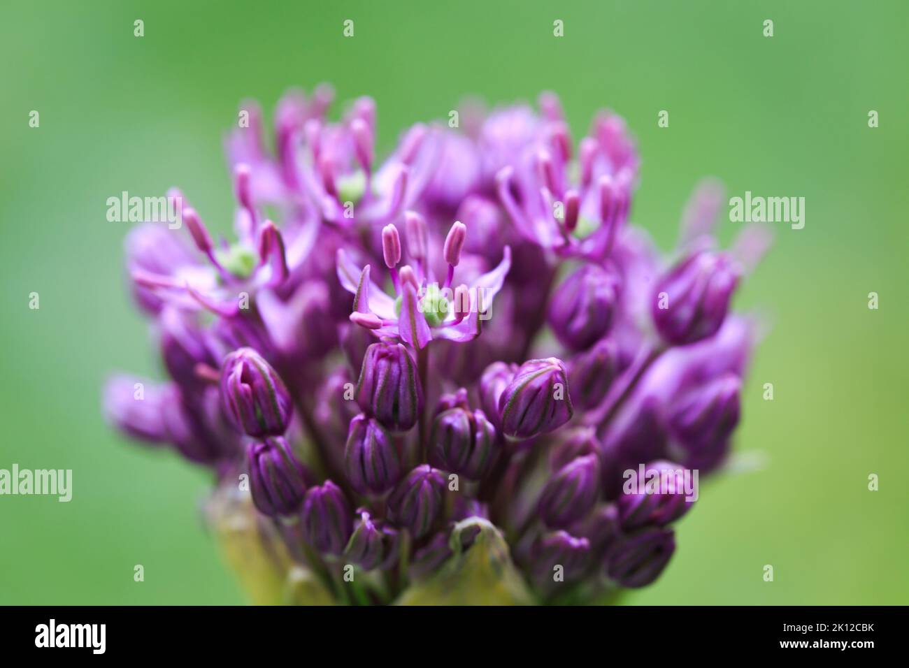Allium leek or leek flower. beautiful round purple flower. Natural ...