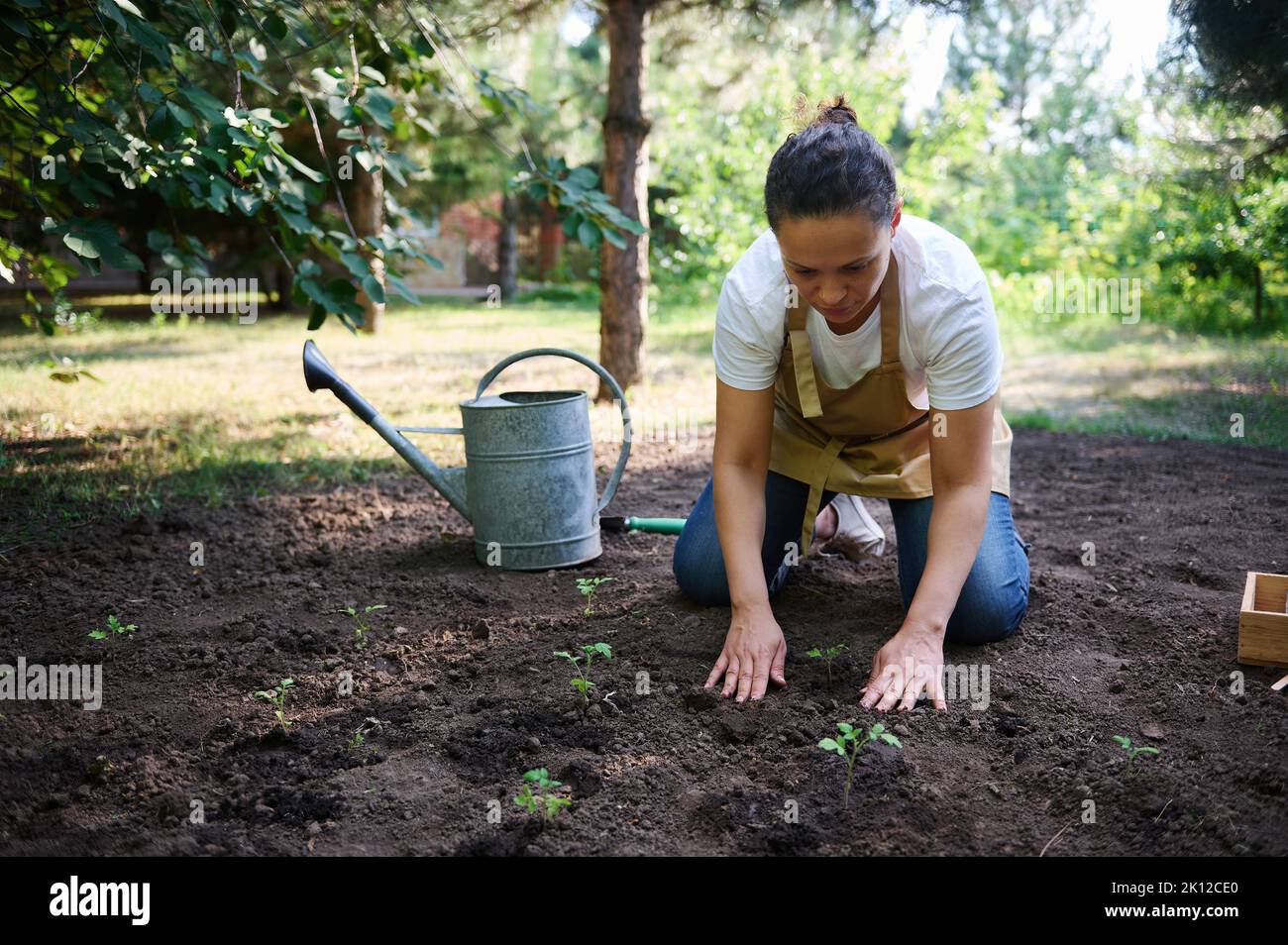 A woman farmer agronomist tampering the earth around the plants while ...