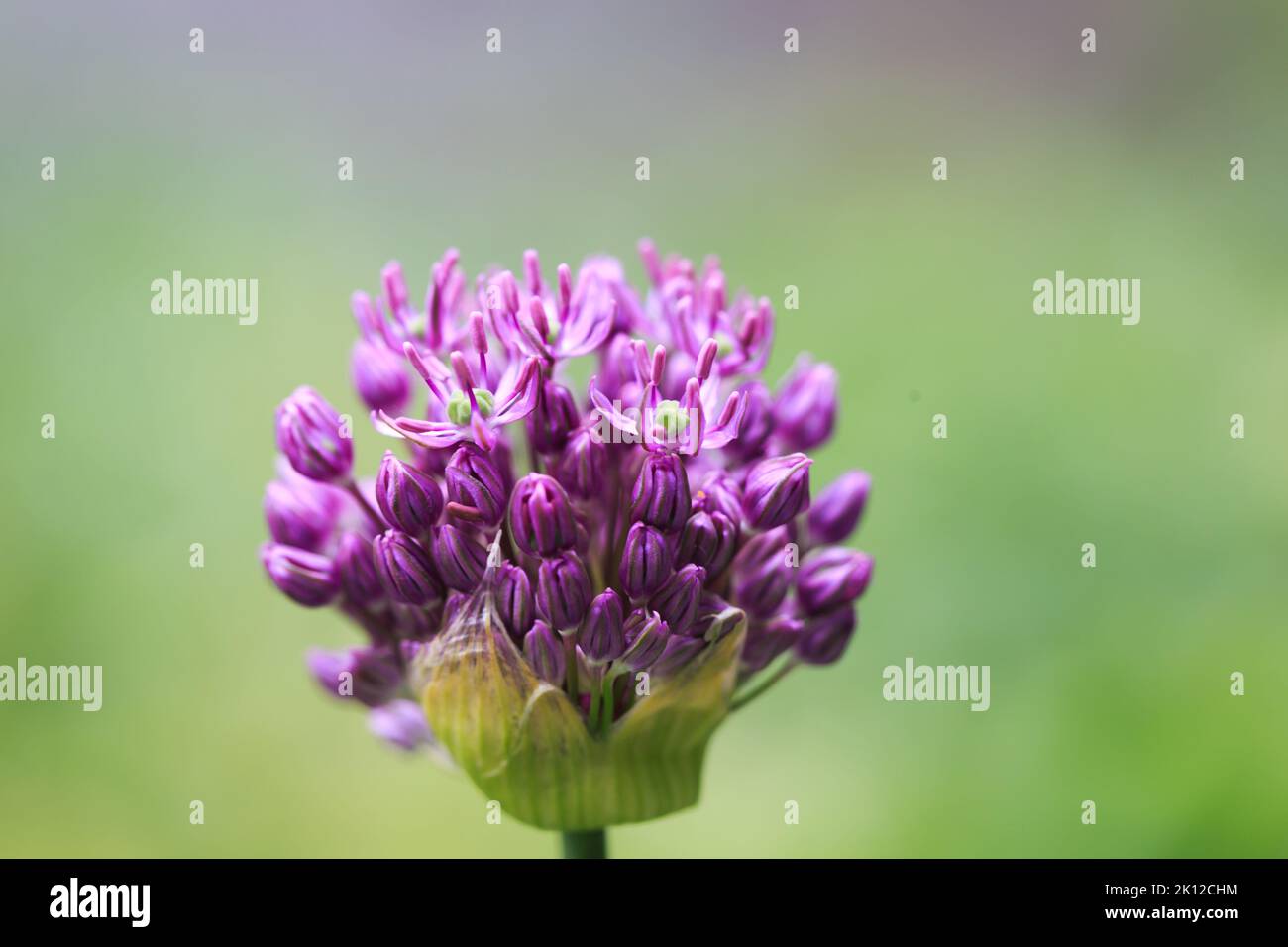 Allium leek or leek flower. beautiful round purple flower. Natural ...