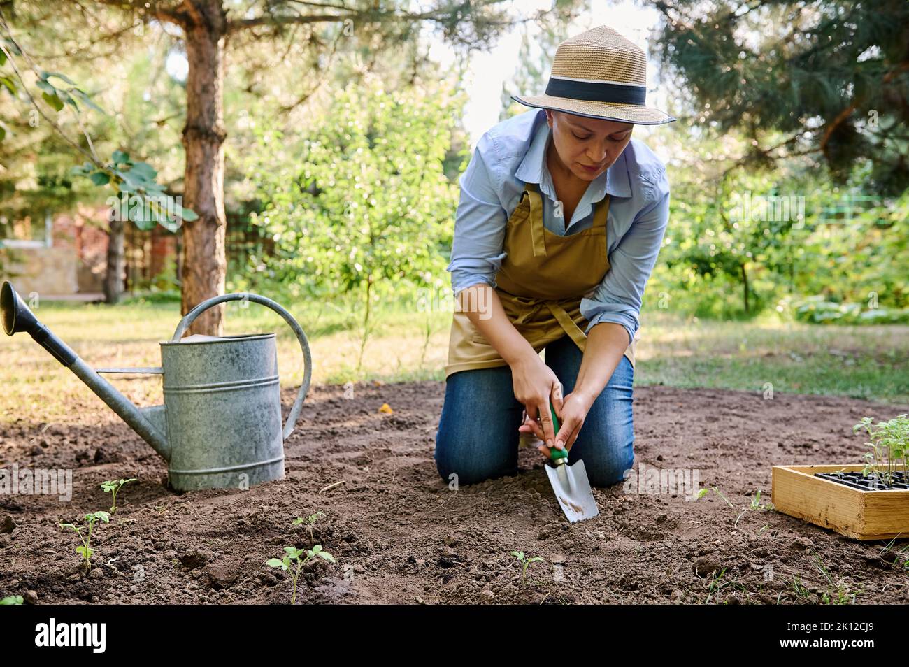 Female farmer using a garden shovel, digging a hole in the loosen ...
