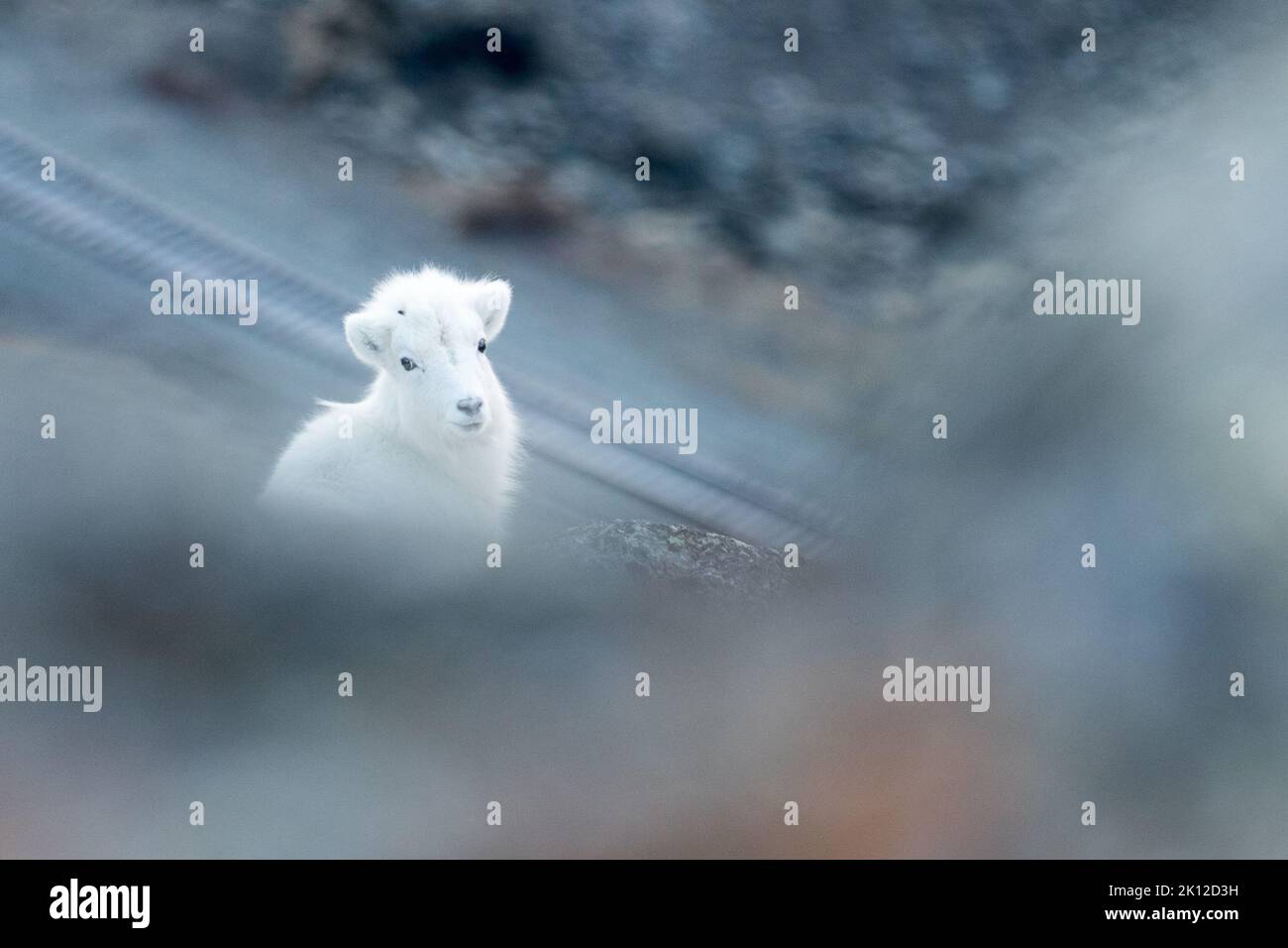 Alaska dall hi-res stock photography and images - Alamy