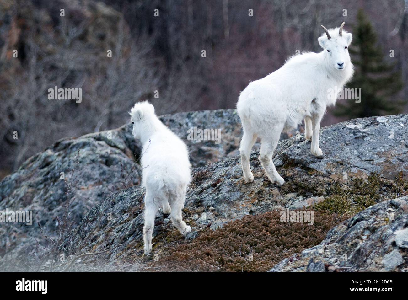 Alaska dall hi-res stock photography and images - Alamy