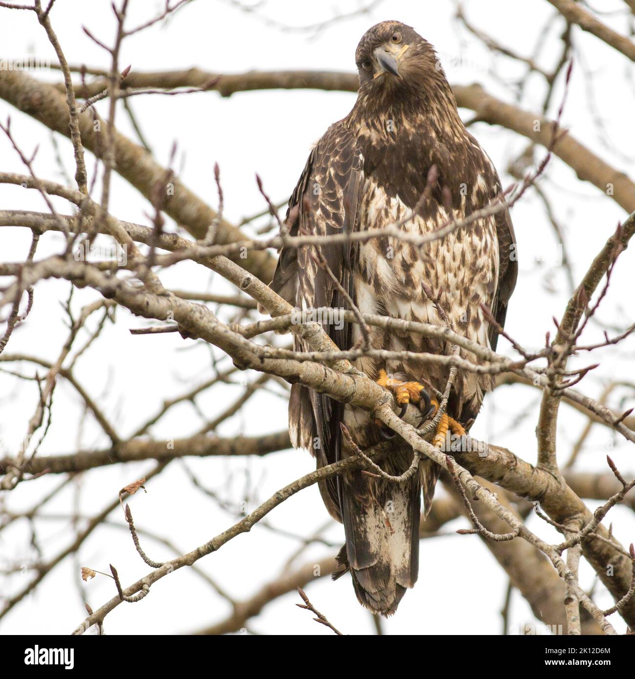 Juvenile Bald Eagle Stock Photo - Alamy