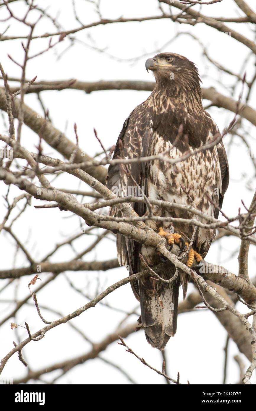 Juvenile Bald Eagle Stock Photo - Alamy