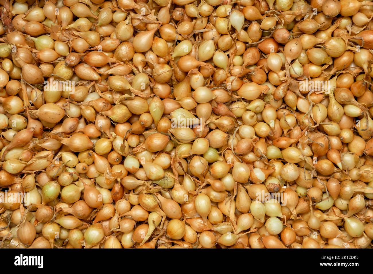 Background of yellow onion sowing close-up. Texture of onion sowing ...