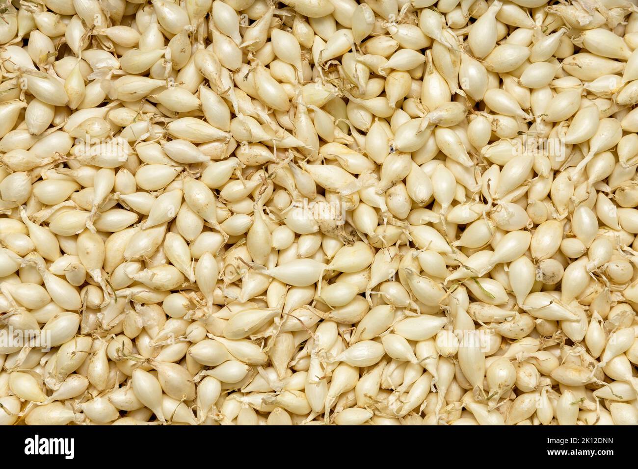 Onion sowing texture hi-res stock photography and images - Alamy