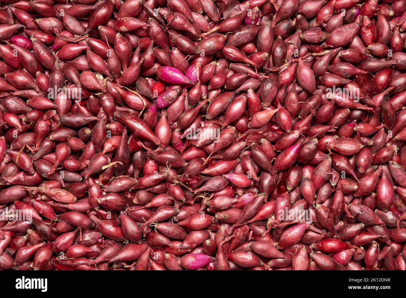 Background of red onion sowing close-up. Texture of onion sowing. Clean ...