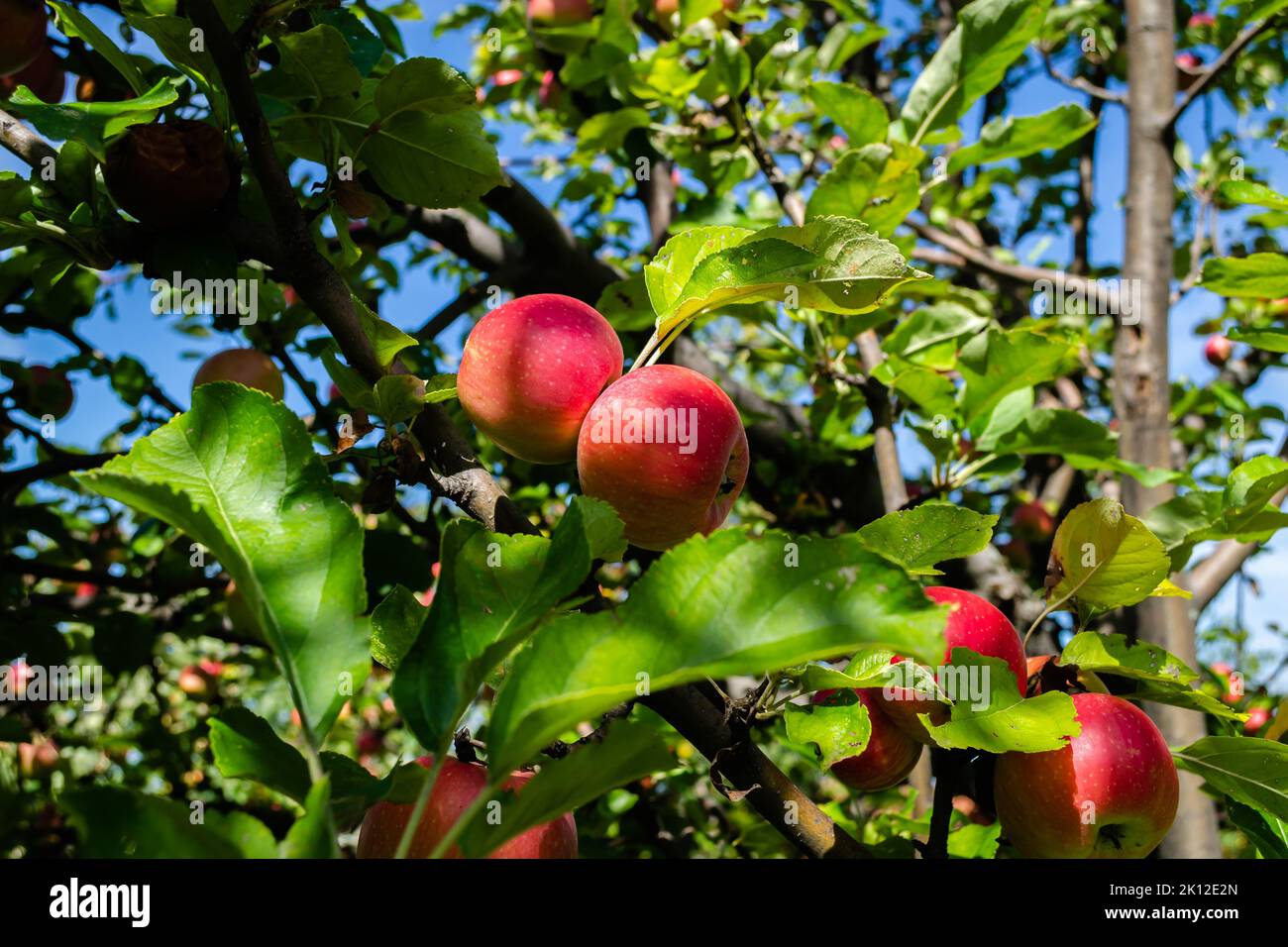 Apple tree with ripe red fruits. Ripe apple fruits in the crown of the ...