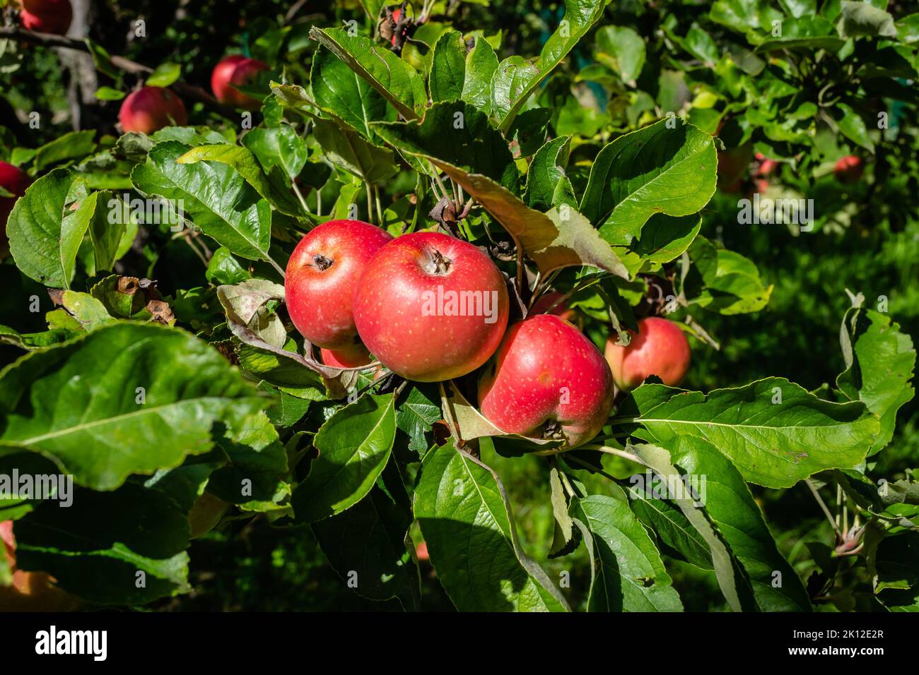Apple tree with ripe red fruits. Ripe apple fruits in the crown of the ...