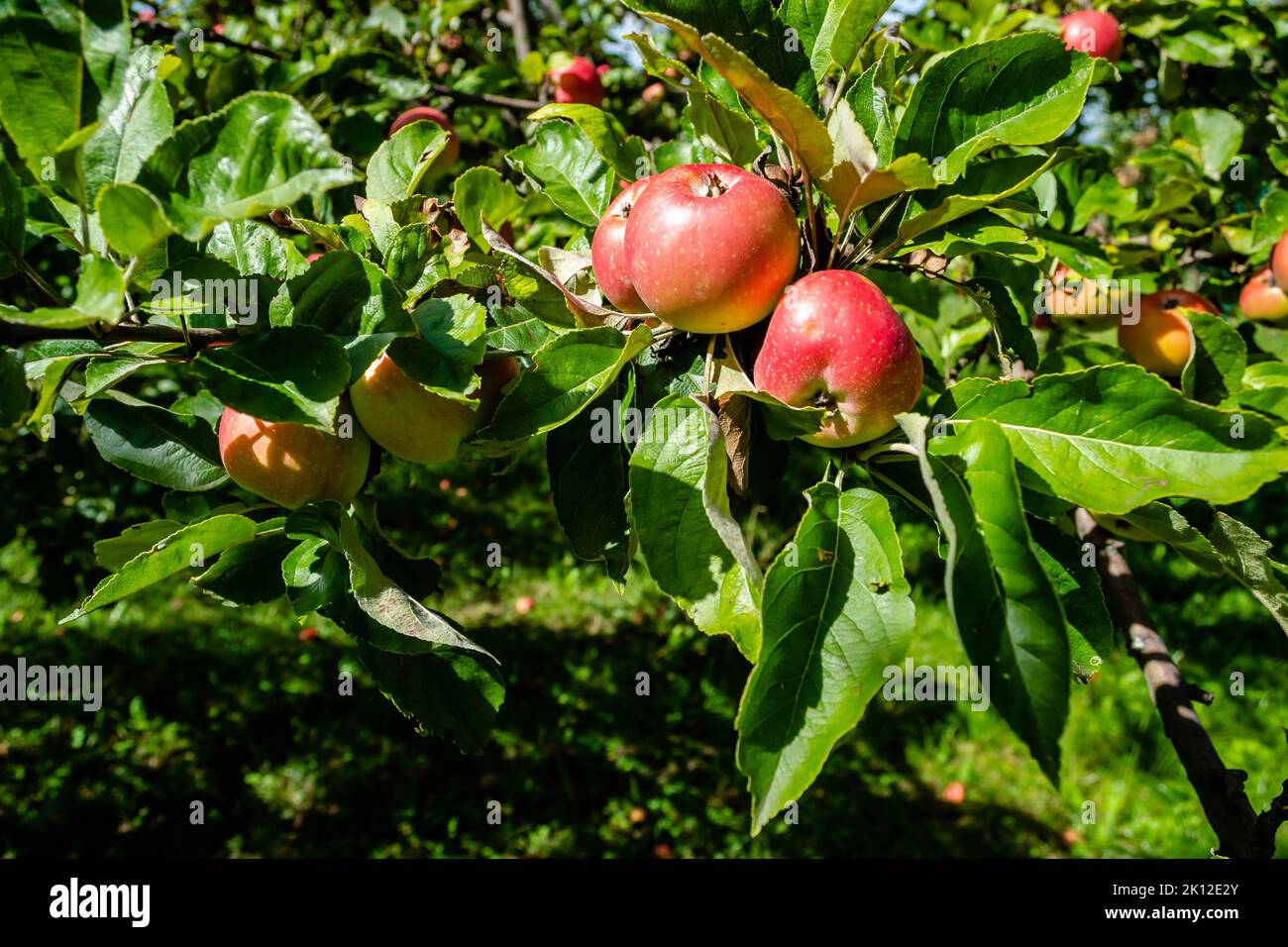 Apple tree with ripe red fruits. Ripe apple fruits in the crown of the ...