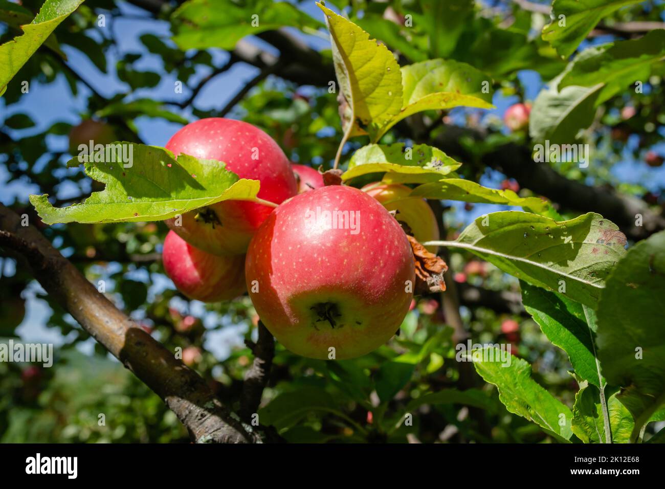 Apple tree with ripe red fruits. Ripe apple fruits in the crown of the ...