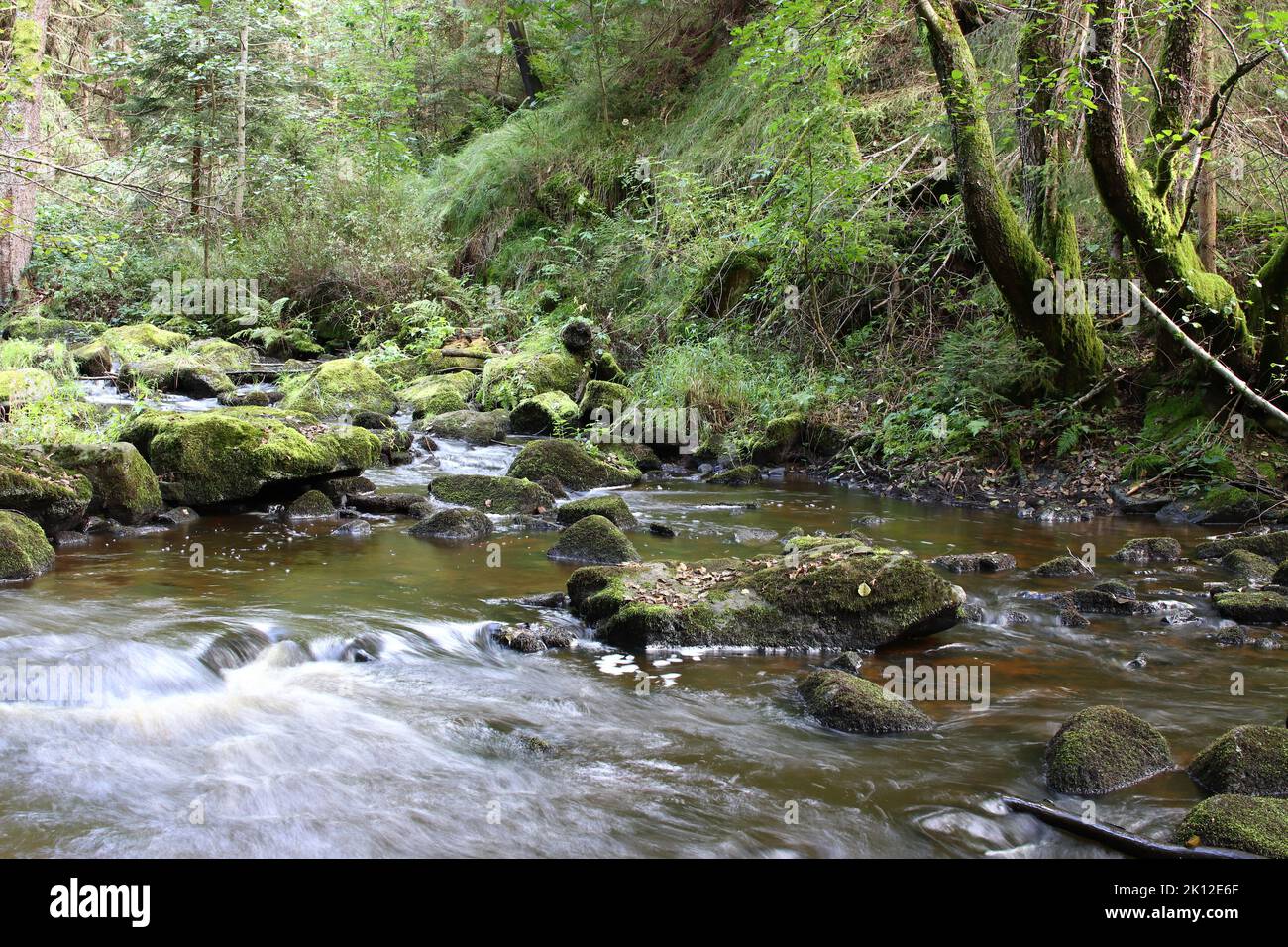 Part of the flow Dragon (Dracice) river in Dracice reserve – Czech ...