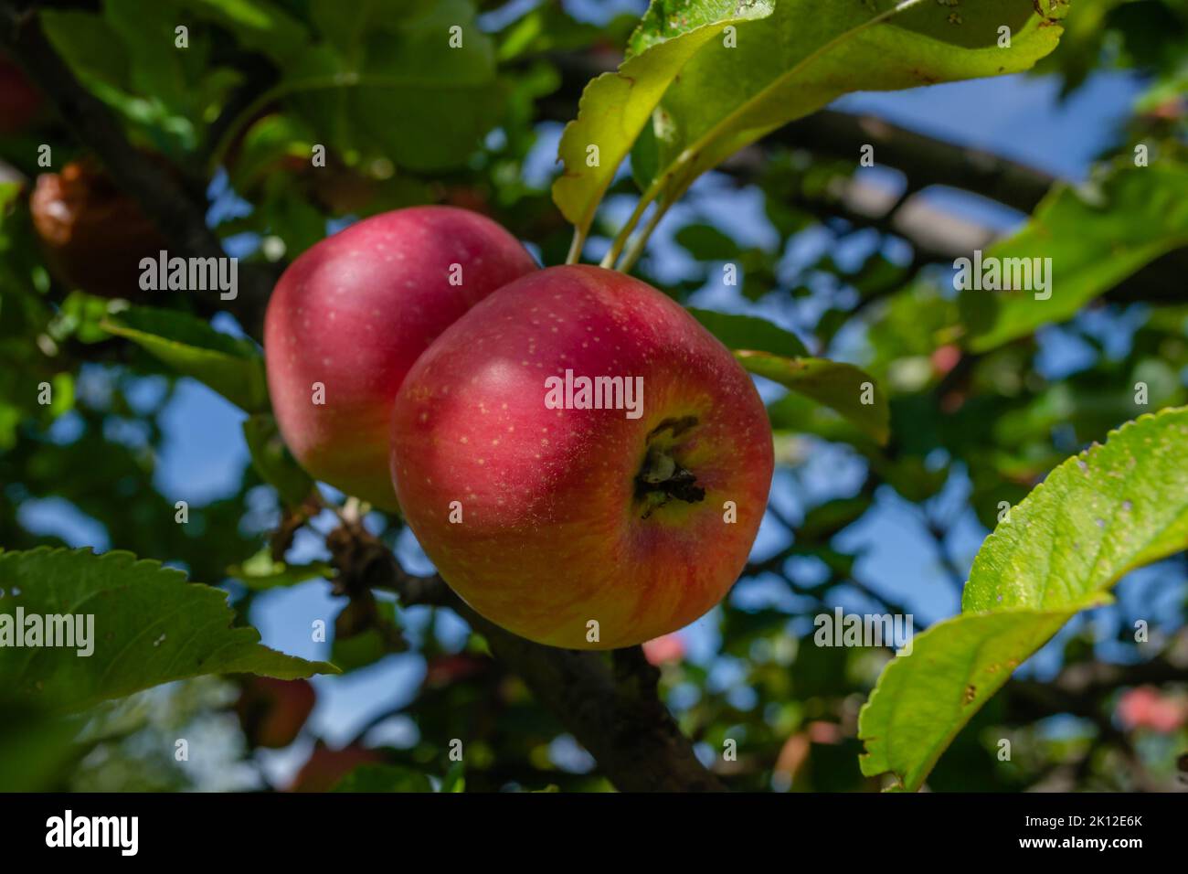 Apple tree with ripe red fruits. Ripe apple fruits in the crown of the ...