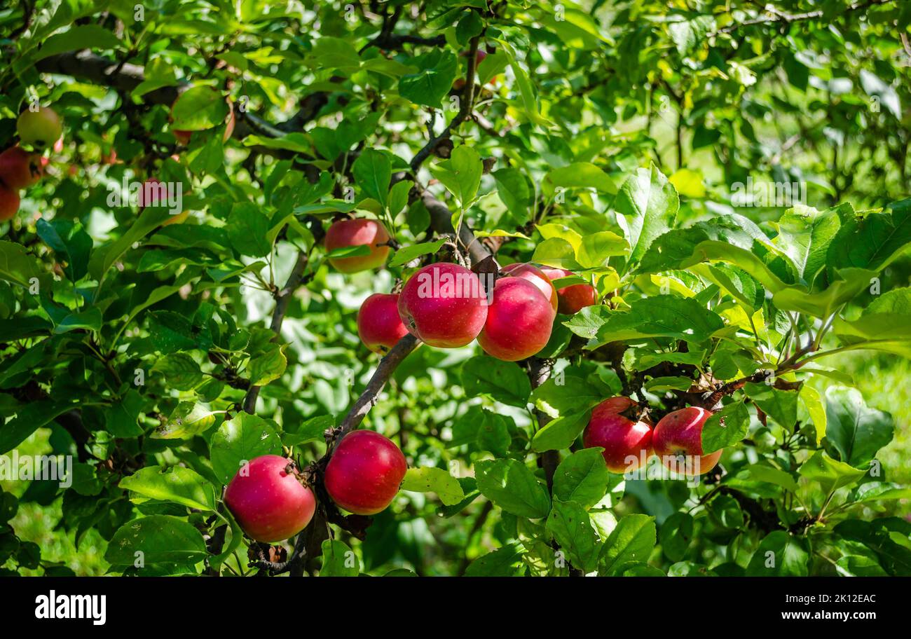Apple tree with ripe red fruits. Ripe apple fruits in the crown of the ...