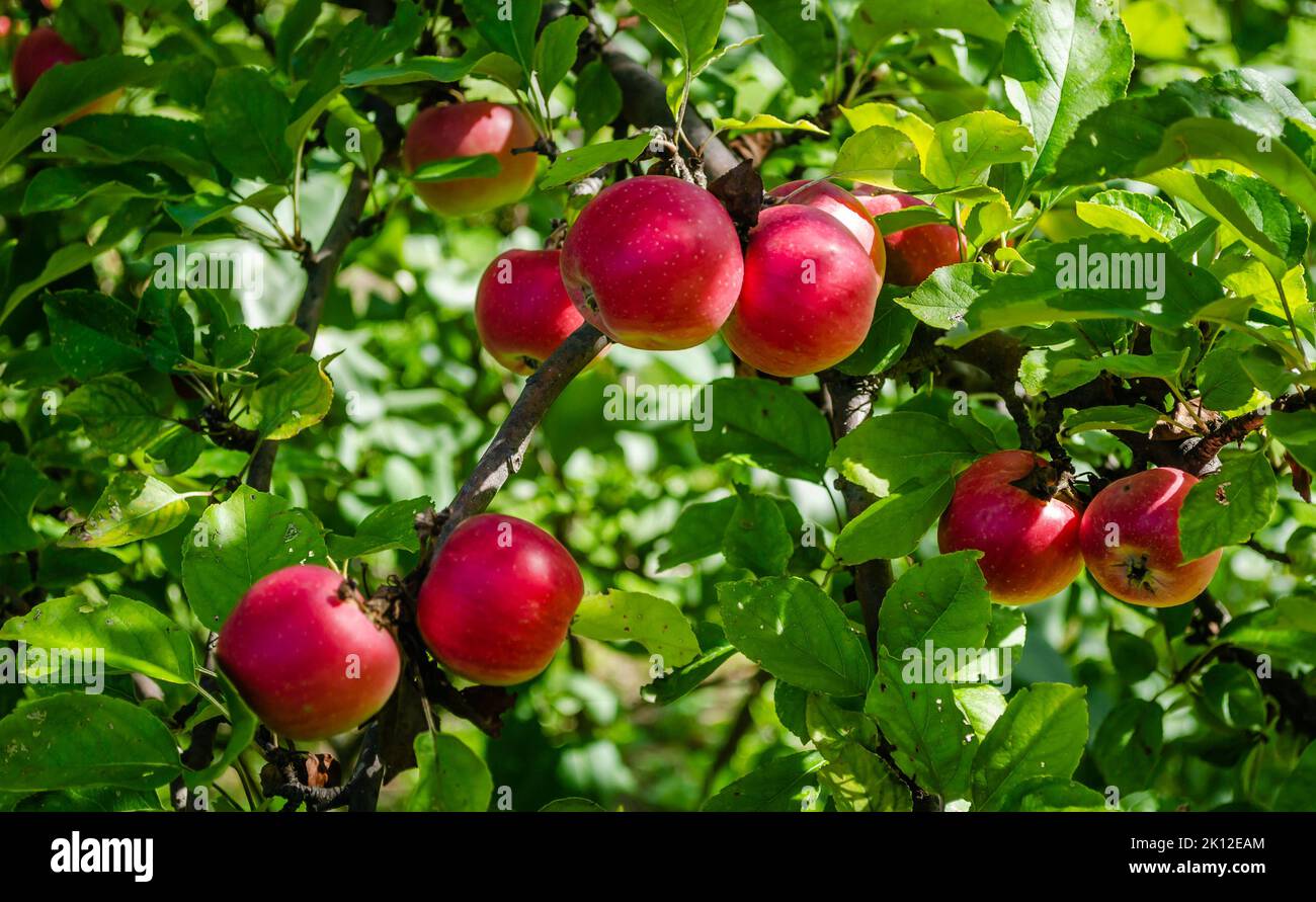 Apple tree with ripe red fruits. Ripe apple fruits in the crown of the ...