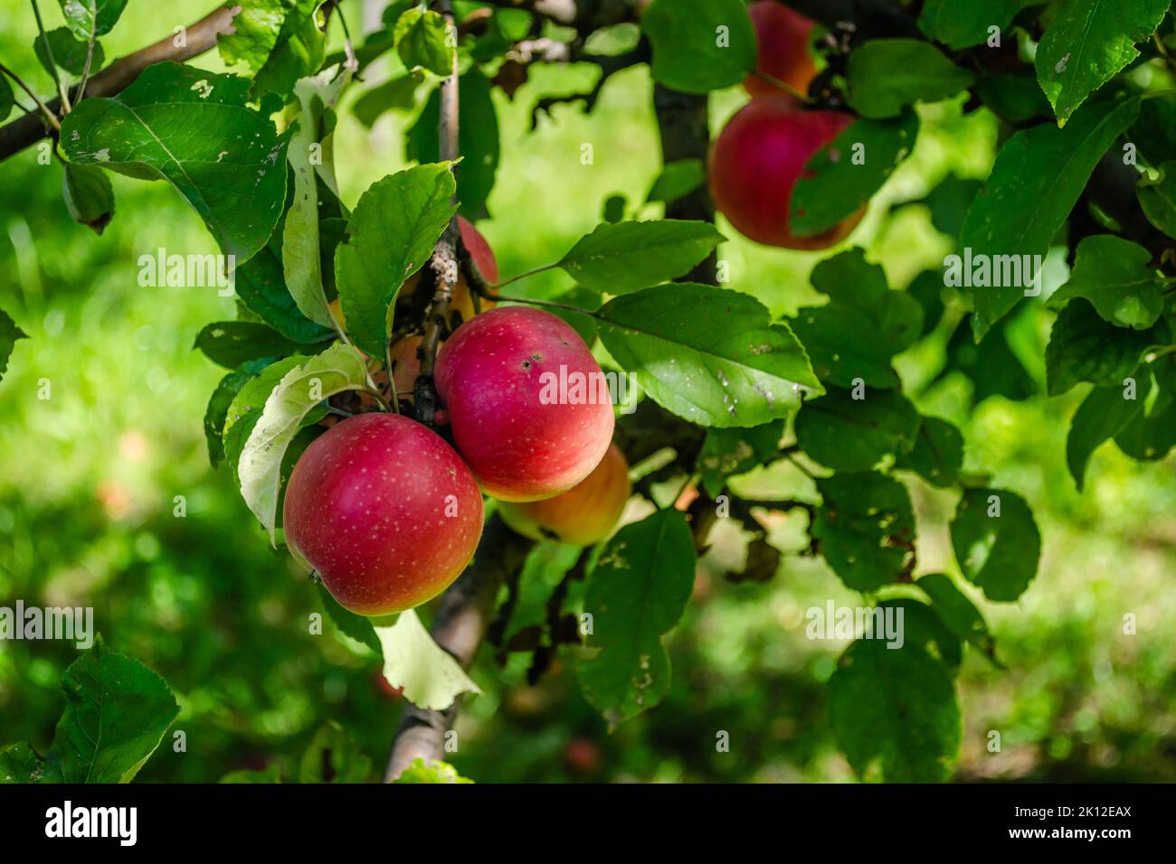 Apple tree with ripe red fruits. Ripe apple fruits in the crown of the ...