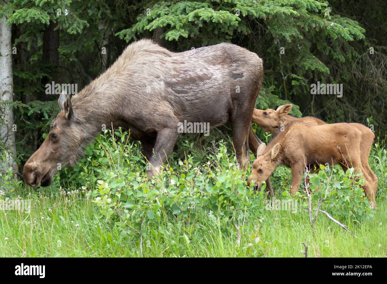 Moose twins hi-res stock photography and images - Alamy