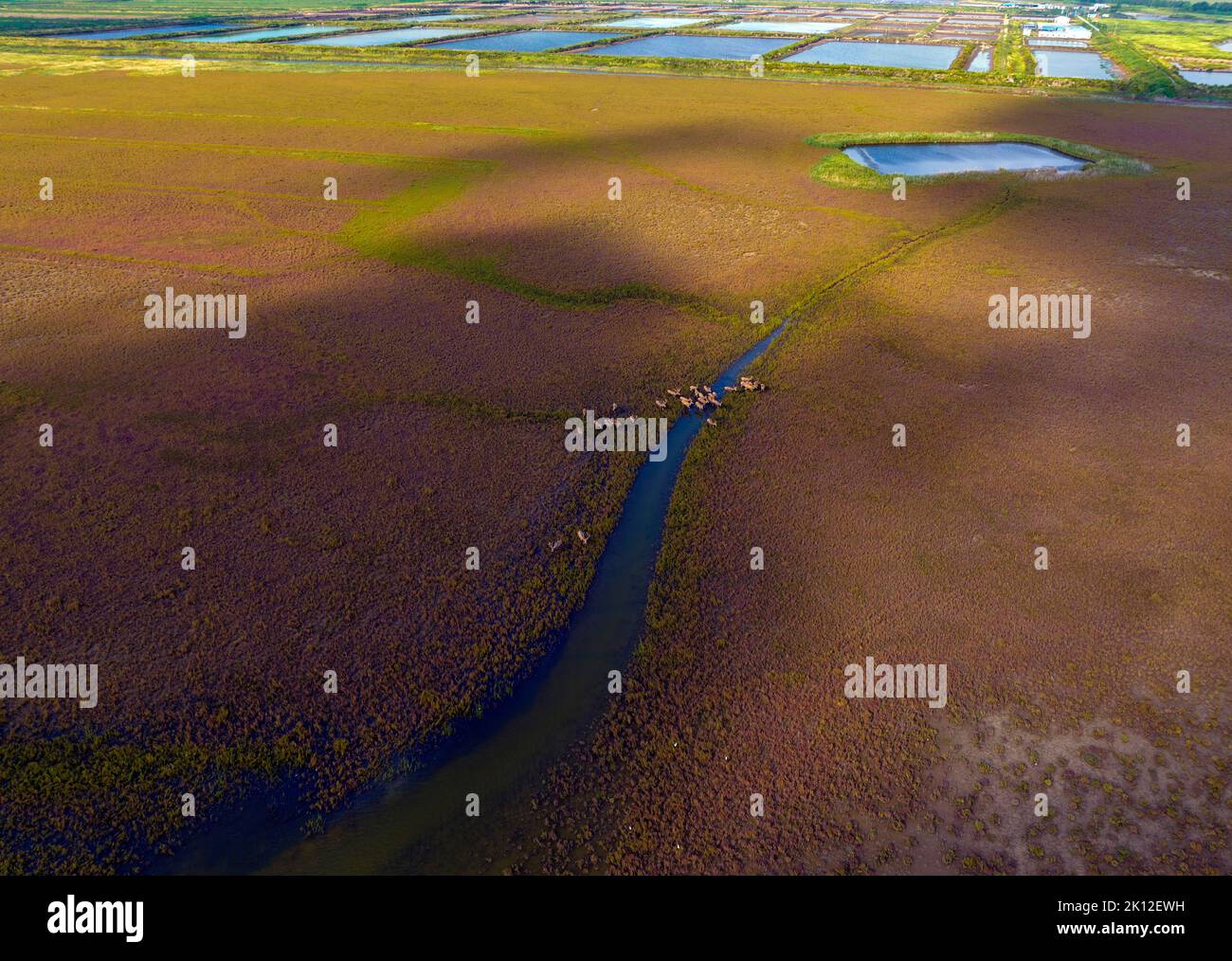 Chinese elk hi-res stock photography and images - Alamy