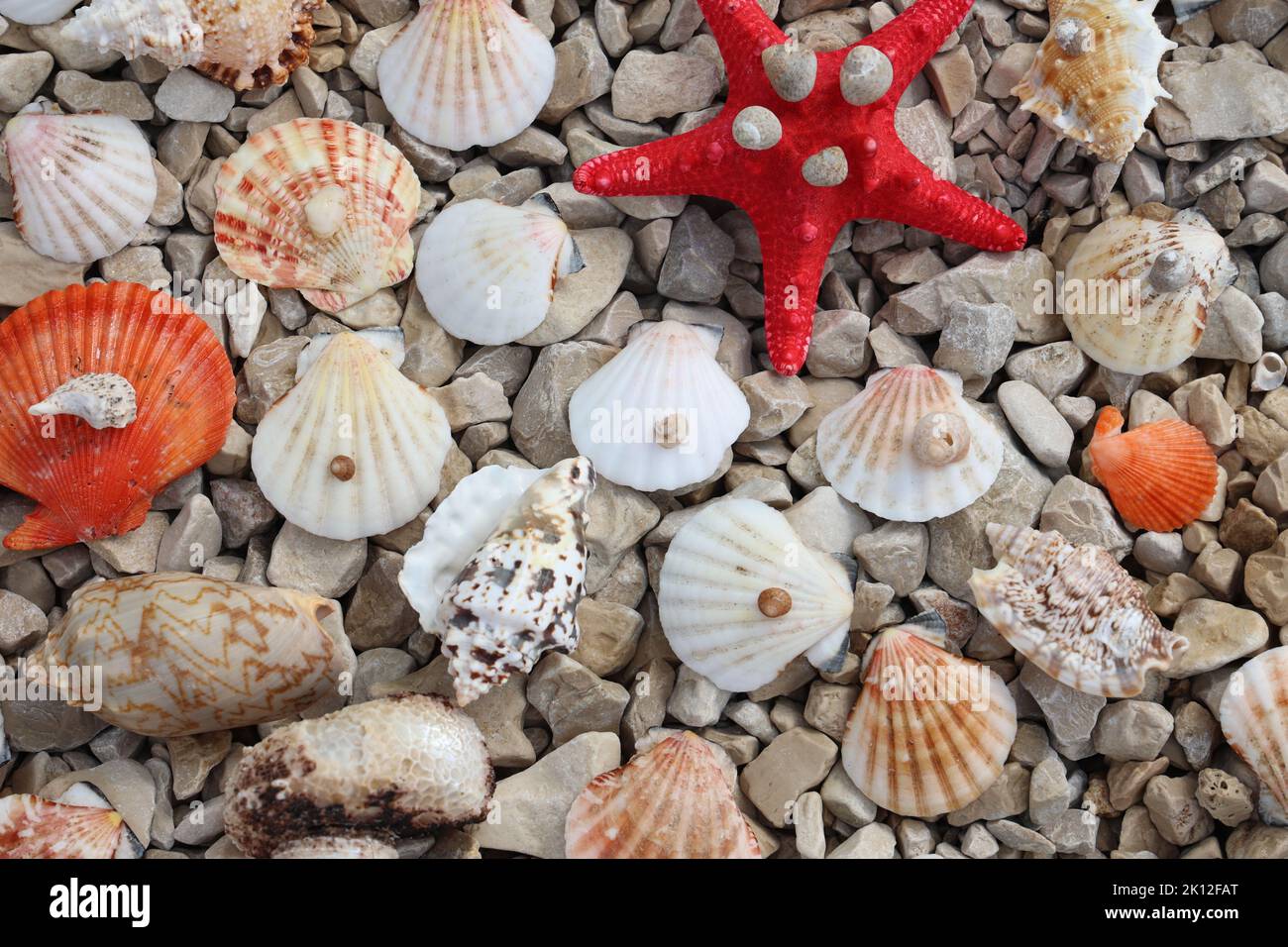 Seashells and stars scattered on the rocky beach Stock Photo - Alamy